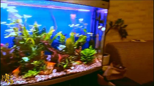 Я у бабушки с дедушкой. И мой аквариум