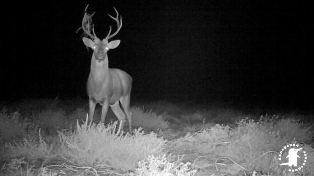 животные и камера.mp4