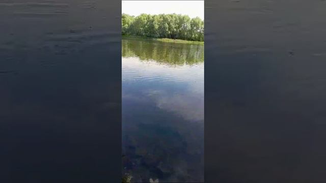 Ждал щуку, а на крючке опять окунь