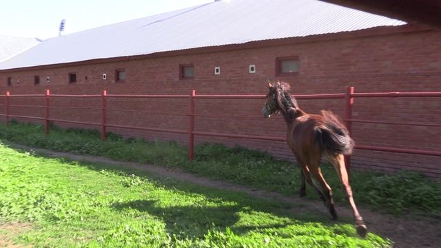 БАРБАРИСКА