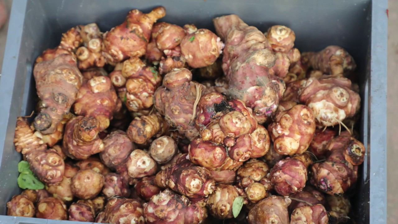 Паровая очистка топинамбура, тесты.