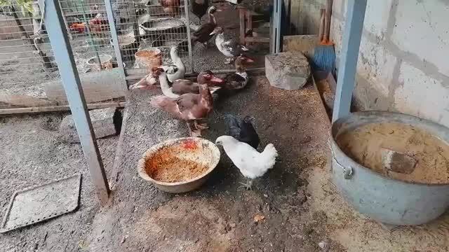 ИЗМЕНЕНИЯ НА ПТИЧЬЕМ ДВОРЕ