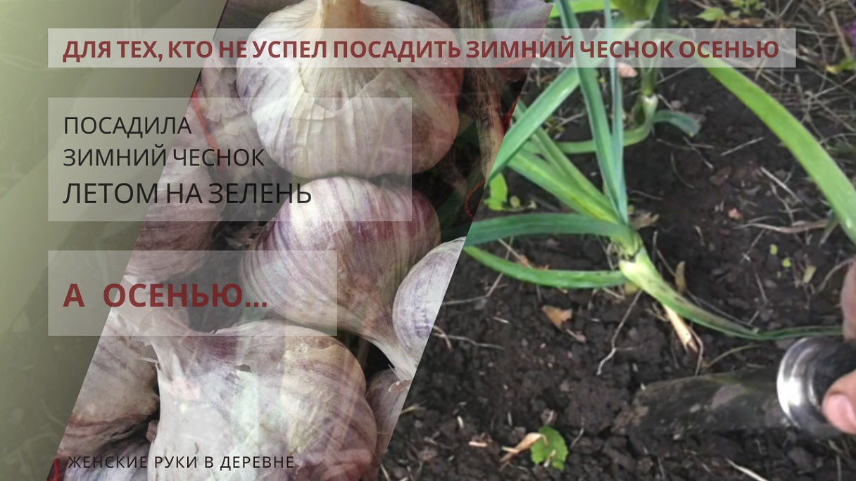 Зимний чеснок посадила летом и вот результат