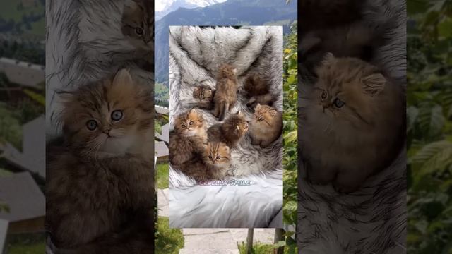 #вирусныевидео / Помогите #юмор #приколы #смех #котики