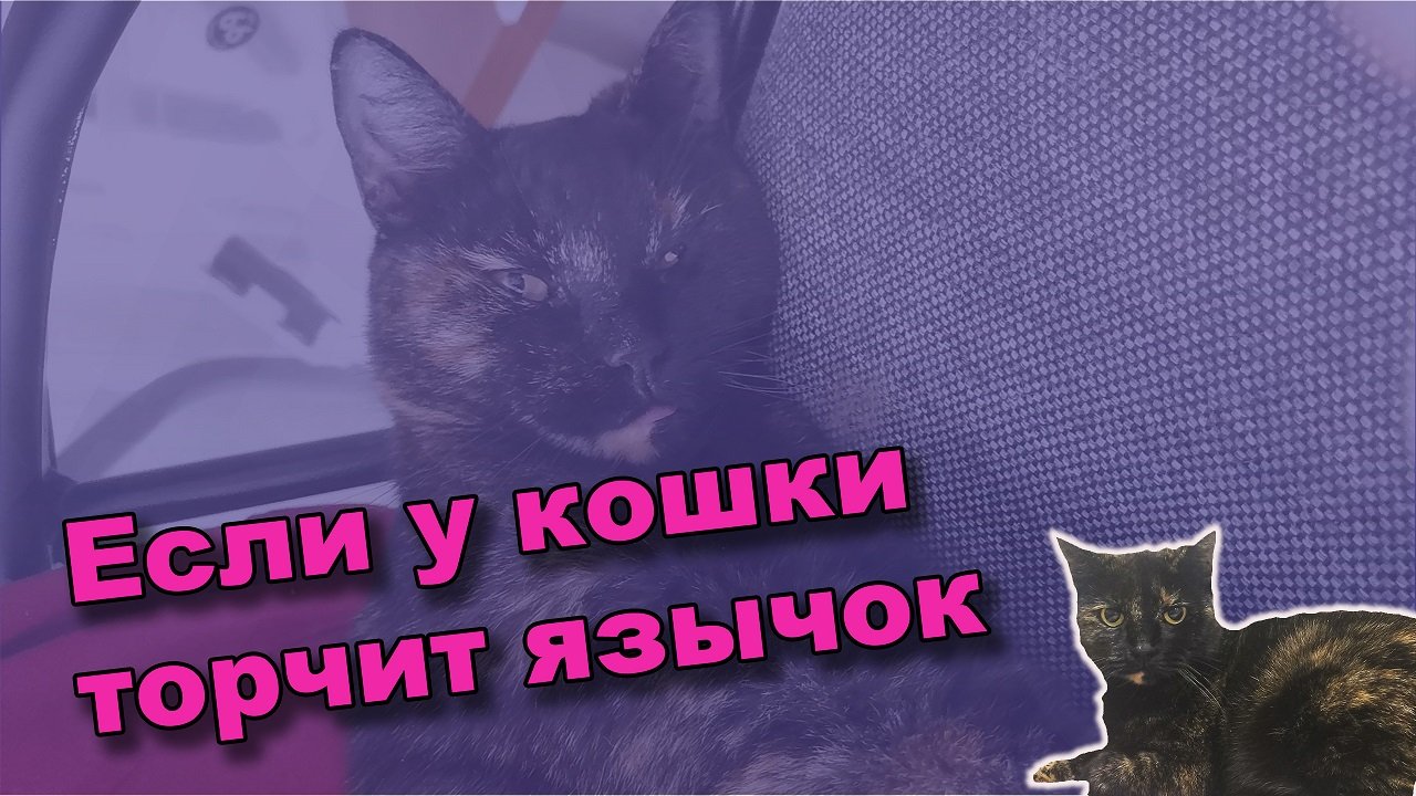 Если у кошки торчит язычок - переживать, или нет?