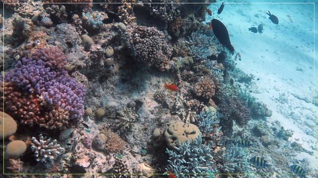 Подводный мир Хургады. Хилтон. Египет. Слайд-шоу. Рыбы. Осьминог (видео)