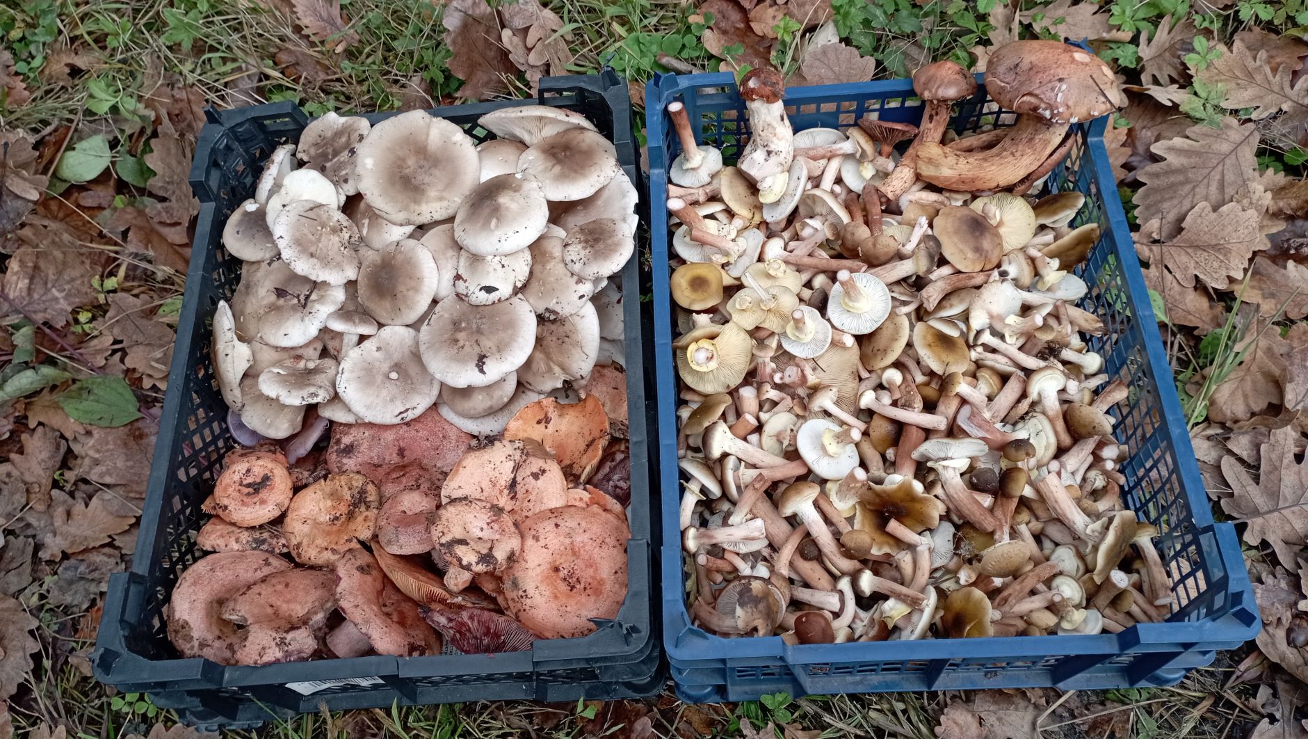 ГРИБНОЙ СЕЗОН продолжается. По грибы 29 октября 2022 года.