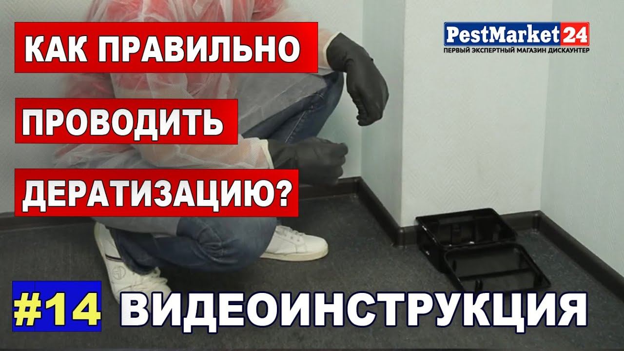 Как правильно проводить дератизацию. Способы дератизации, уничтожение грызунов.
