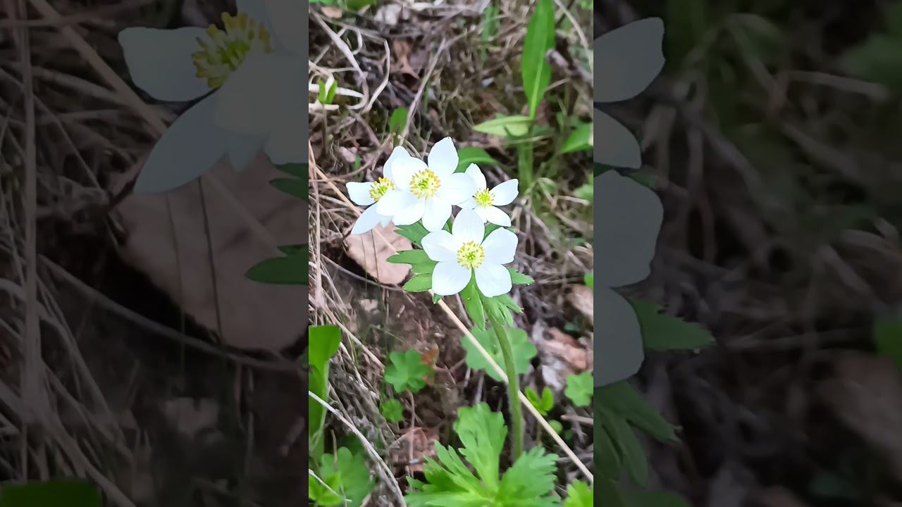 Чусовая в объективе, 1 серия - Природа