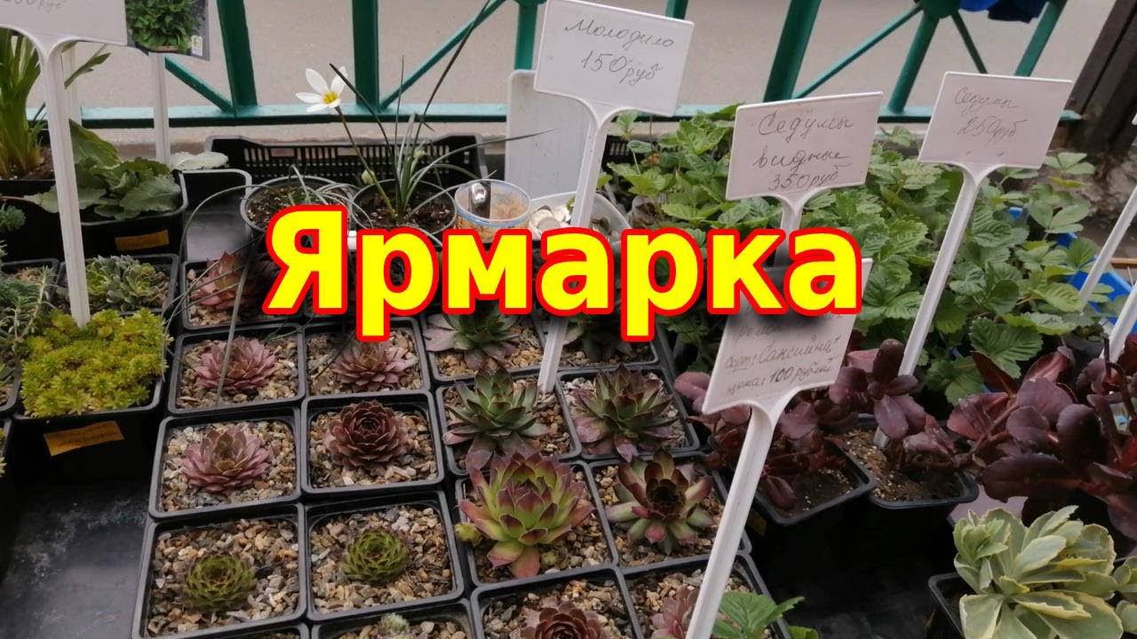 Рассада и саженцы на садовой ярмарке в г. Иркутске 13 мая