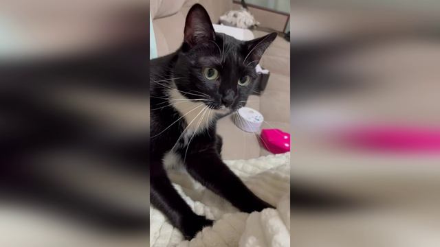 Буктрейлер "Приключение кота-детектива"