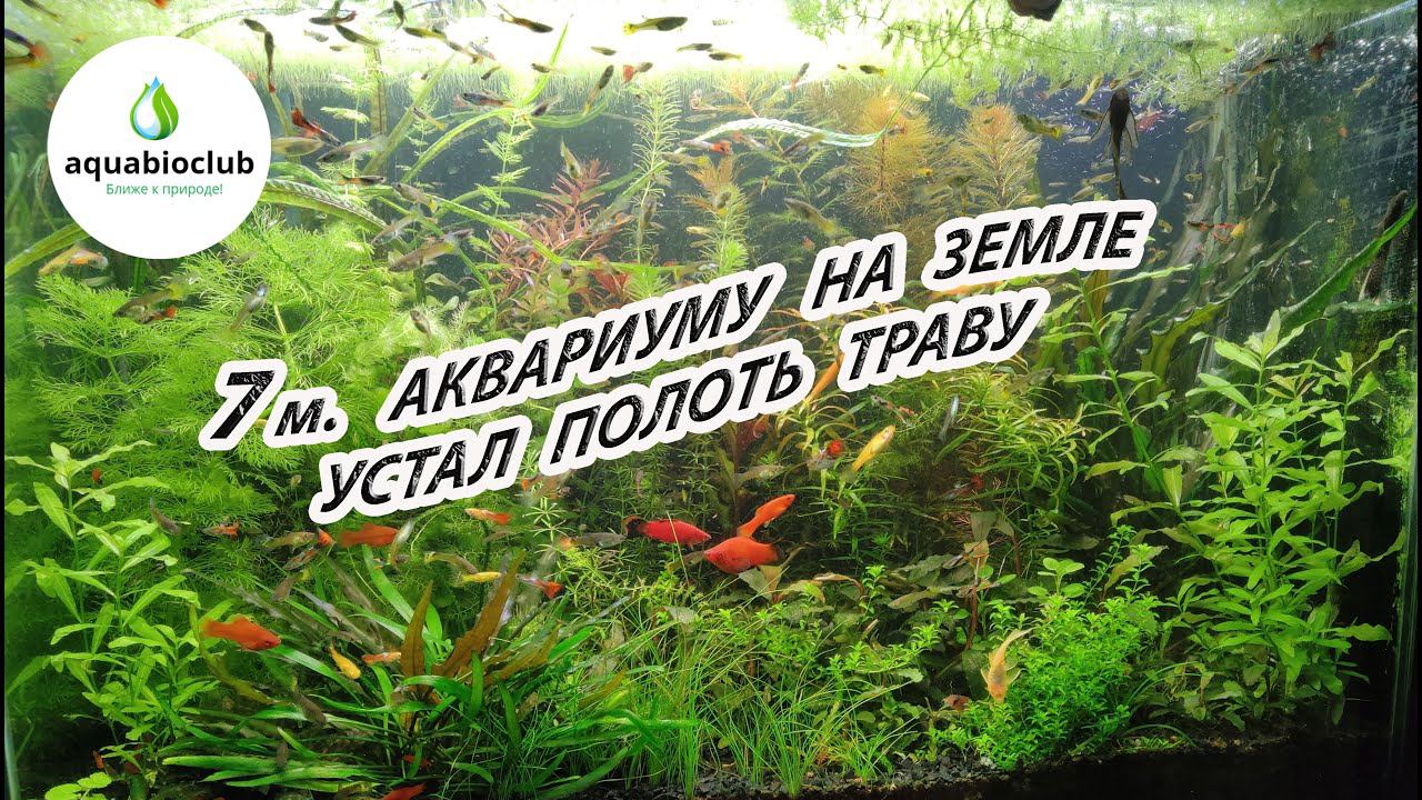 Аквариуму на земле 7 месяцев. Что может быть прекраснее?