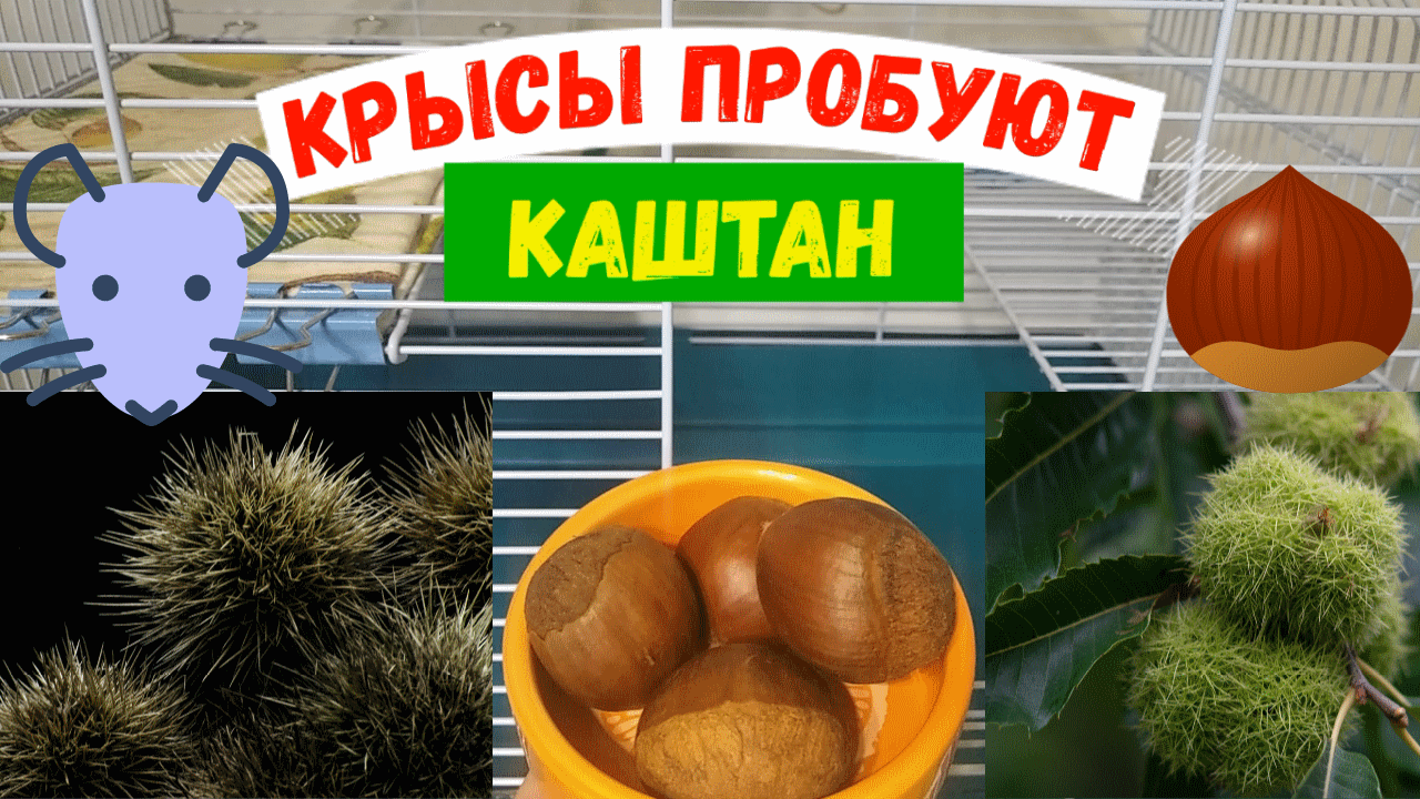 КРЫСЫ ПРОБУЮТ КАШТАН