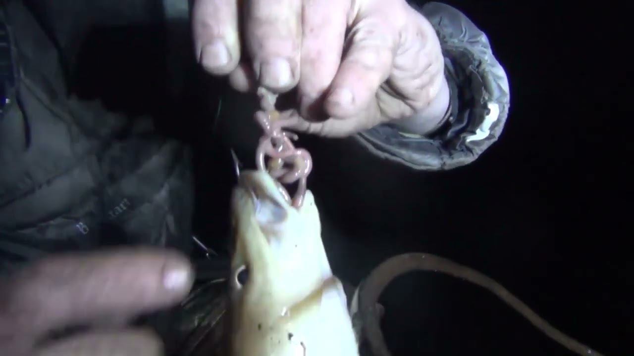 Рыбалка на Налима. Тяжелое ВЫВАЖИВАНИЕ Налима. Рыбалка ловля налима. Рыба налим.