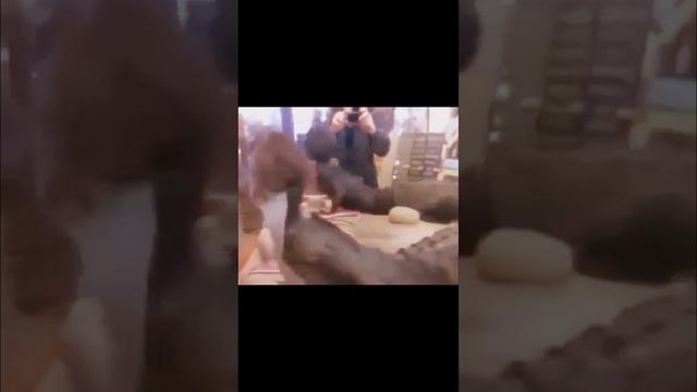 Мумия кролодила