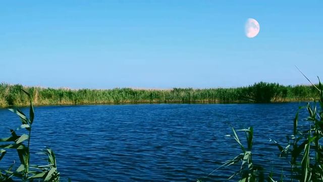 Пиние птиц, звуки сверчков и лягушек, звуки воды