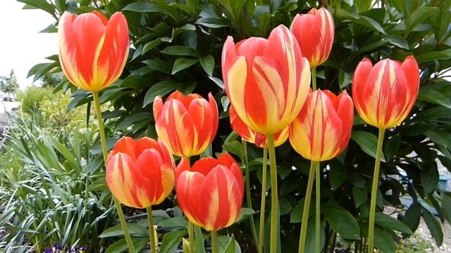 Светлана.Стихи А Карповецкого.музыка и вокал Н.Жукова,монтаж В.Зубковой