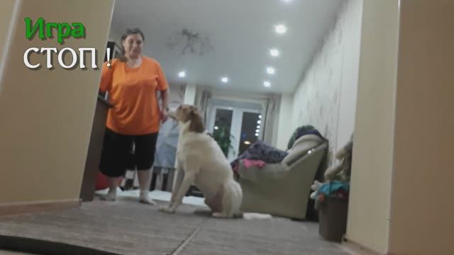 Игры с собакой / Игра СТОП