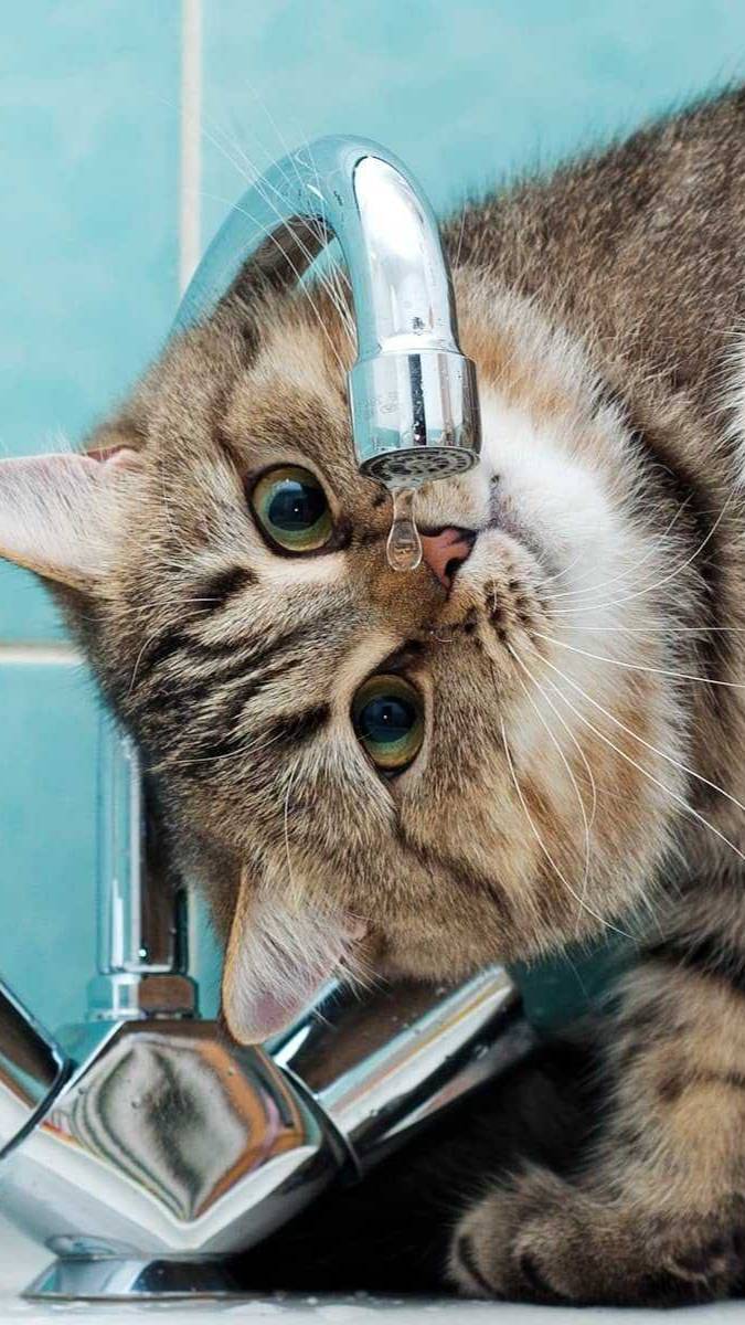 Как заставить кота пить воду добровольно | Кот не пьет воду #какзаставитькотапить #shorts