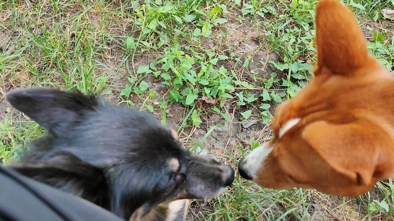 Лебедь, рак и щука. Прогулка с Лео и Линдой