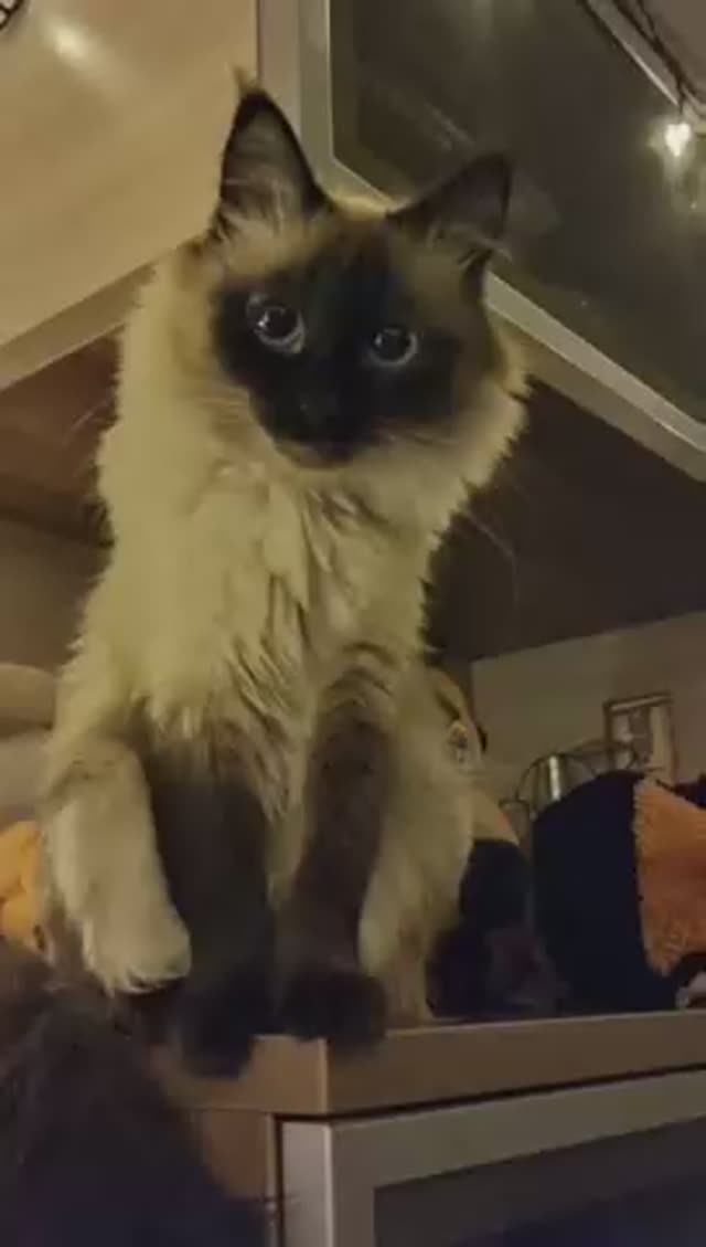 Кошка вместо охраны