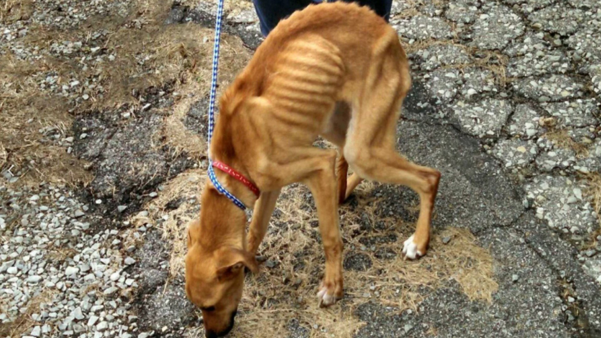 Парень стащил худющую СОБАКУ у нерадивых хозяев! Вот чем всё это кончилось для него!