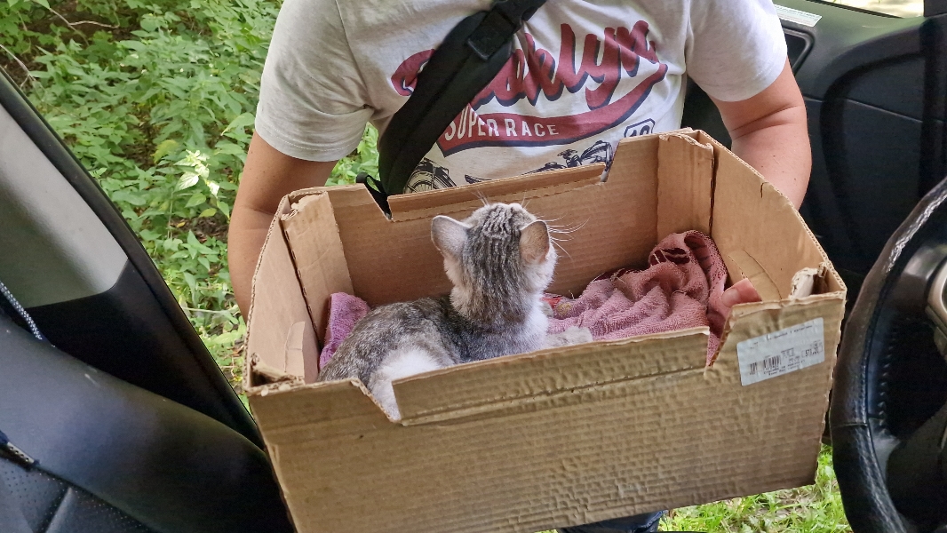 ??Бездомная кошка пришла к людям просить помощи | Но что у неё на животе? | Rescue of a stray cat