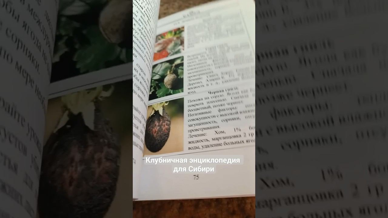 Научись выращивать клубнику! Это реально даже в Сибири!