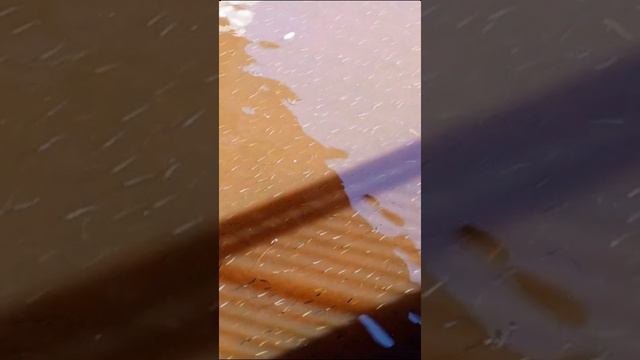 огромная стая малька