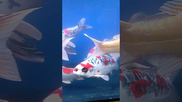 Релаксируем. Но смущает вилка.