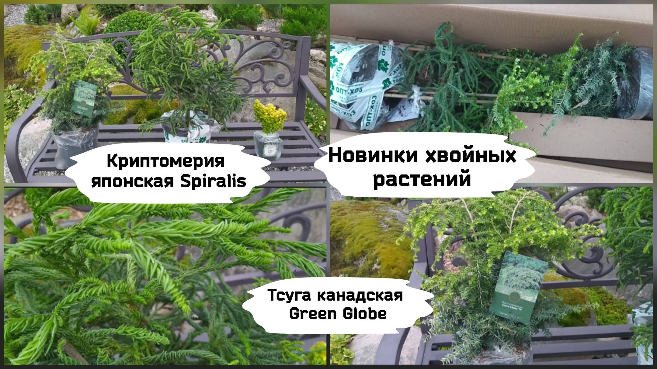Новинки хвойных растений (криптомерия, тсуга).