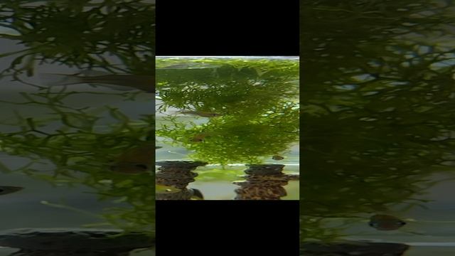 Бой оризиасов 8.02.2023