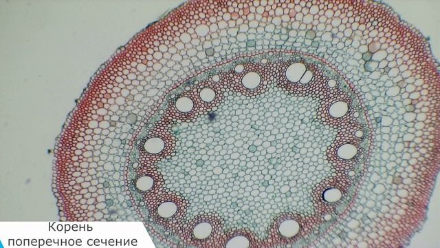 Выпуск № 3 «Растения под микроскопом»