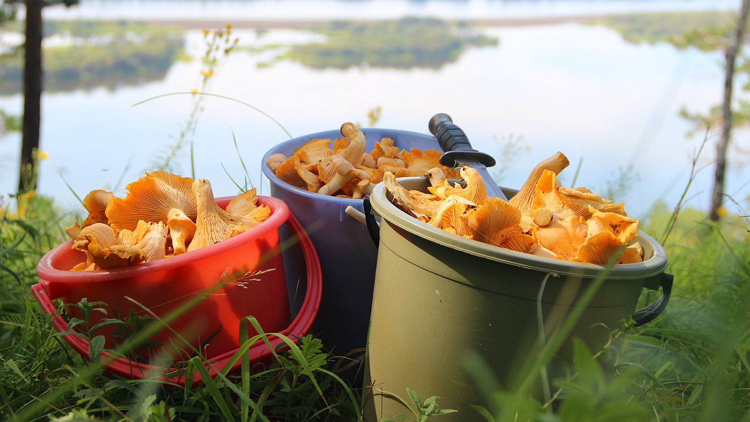 Грибы сами нас нашли! Поход за лисичками в красивых местах
