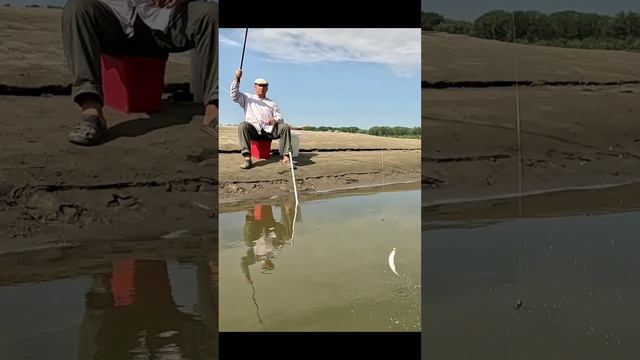 Гусиное перо