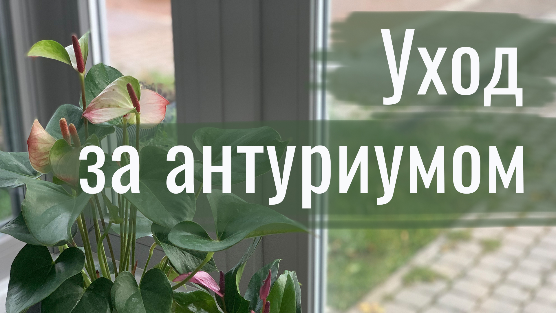 №23. Антуриум. Уход. Полив, пересадка, размещение.