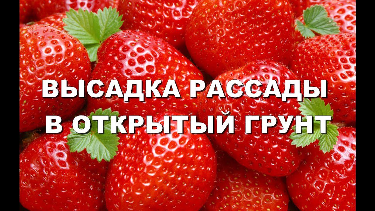ВЫСАДКА РАССАДЫ КЛУБНИКИ В ОТКРЫТЫЙ ГРУНТ