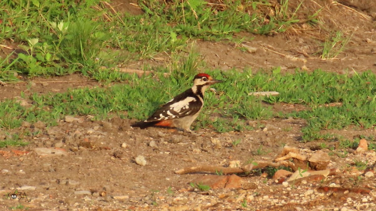 Сирийские дятлы утром. Рассказ