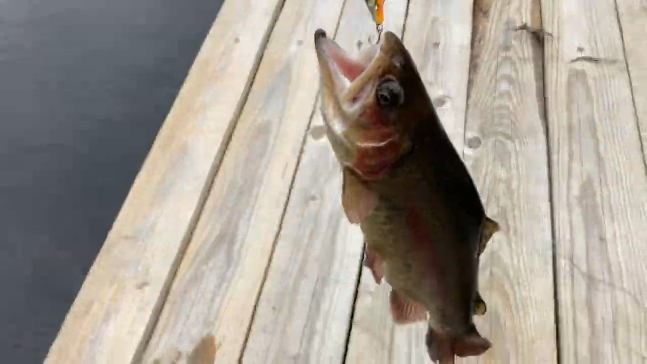 ФОРЕЛЬ НА ВОБЛЕР - ОЗЕРО ЧЁРНОЕ