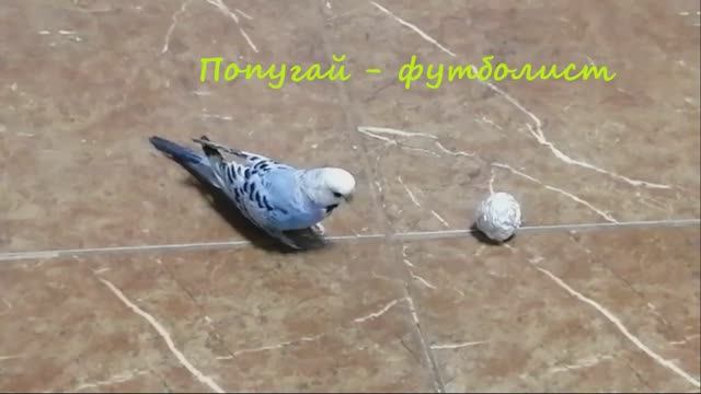 Попугай-футболист
