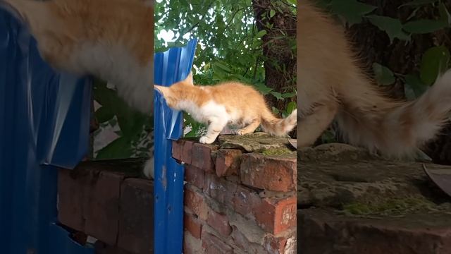 Милый рыжий котенок