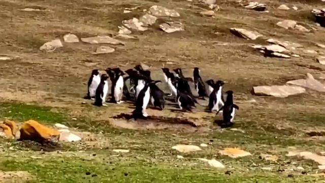 Встретились две группы пингвинов и что то обсудили