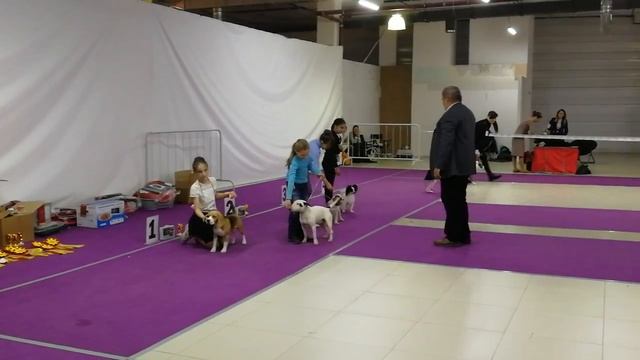 Выставка собак в Чайна Таун 24 ноября 2018 года