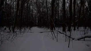 01 Белые волки