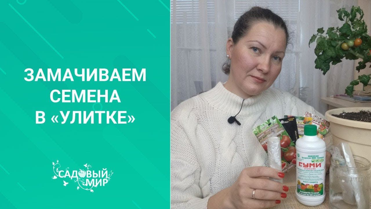 Замачиваем семена в "улитке" для томатного дерева.