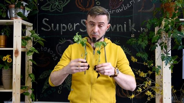 Пересадка, перевалка и пикировка чем отличаются эти понятия (2)