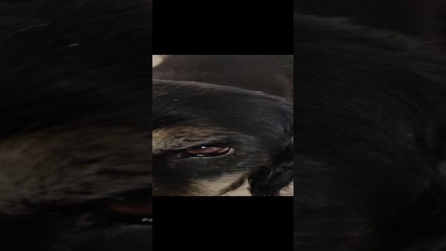 ГД Радуга и его хозяин-пес Бублик)