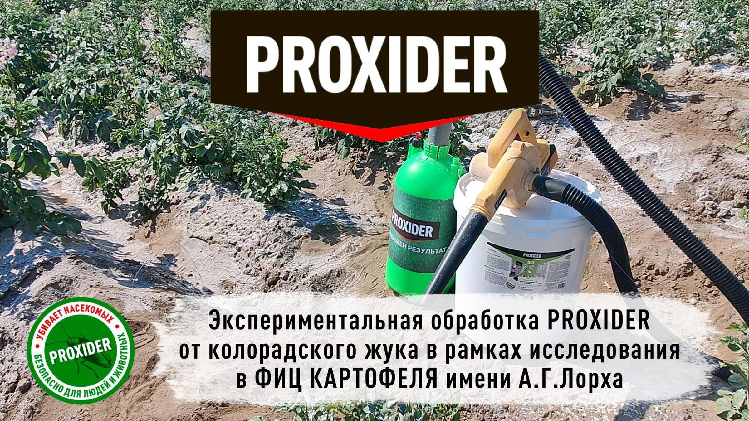 🐞 Уничтожаем колорадского жука без ядов и токсинов!