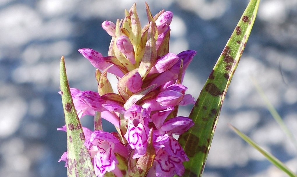Пальчатокоренник–орхидея РЕЛАКС ТЕРАПИЯ ИМПРОВИЗАЦИЯ композитор Виктор Анохин #музыка #piano #цветы