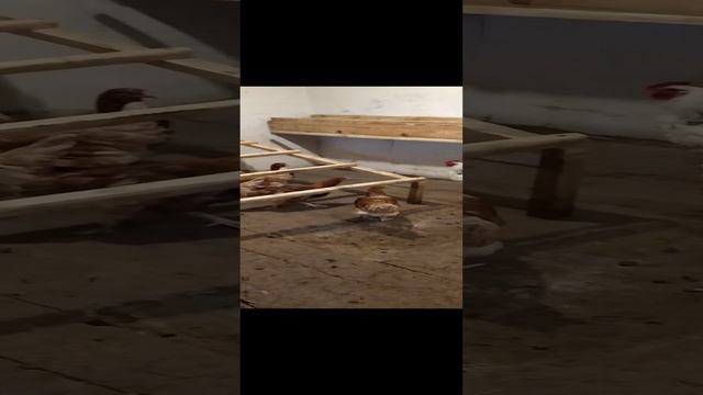 Наши курочки прибыли.